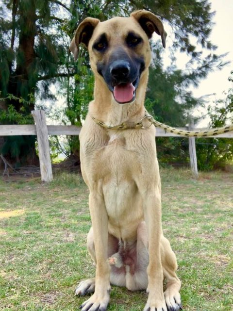 RANDY | Estancia Santa Martha para el Perro Abandonado